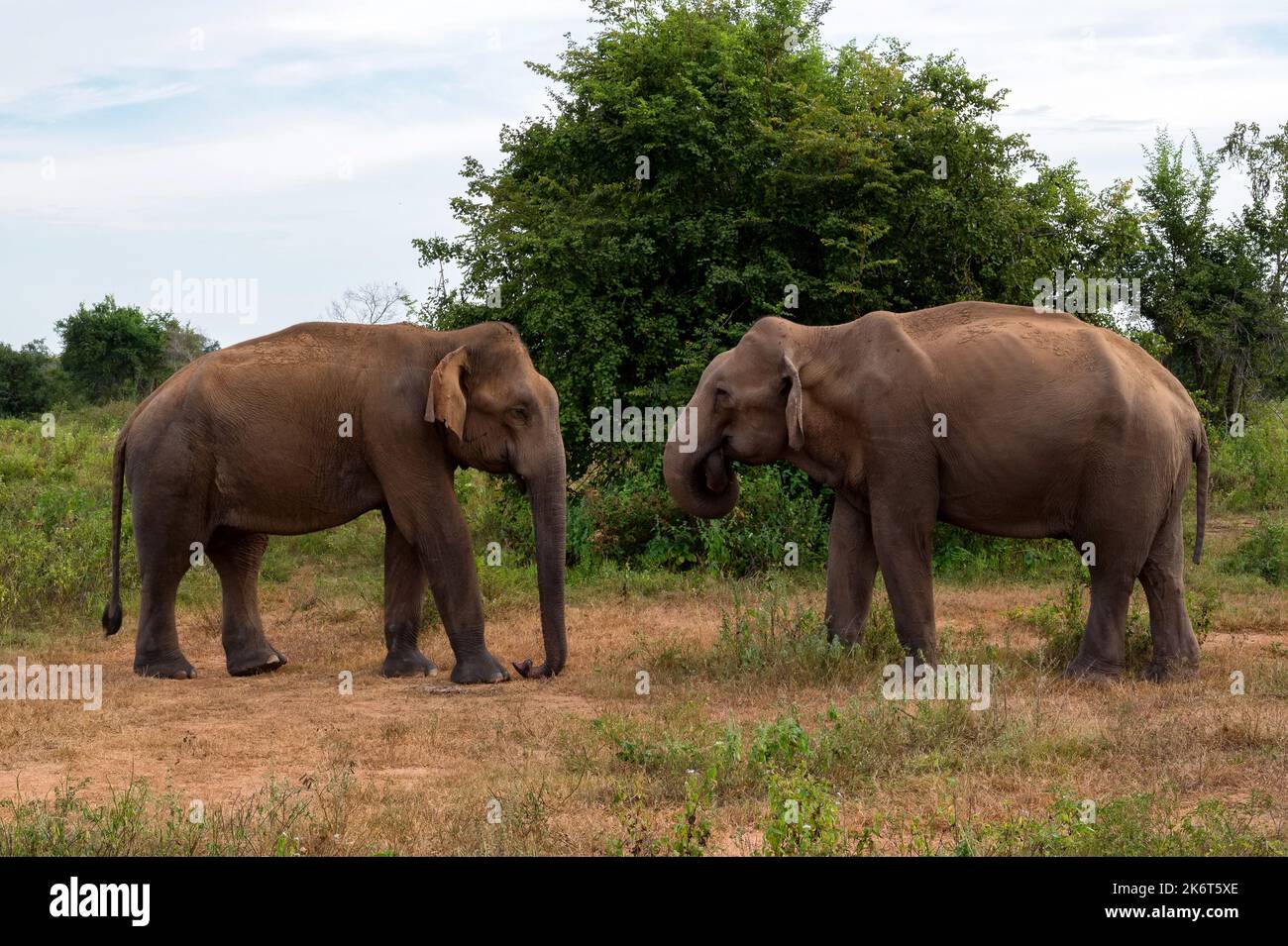 Elephants at kaudulla national park hi-res stock photography and images ...