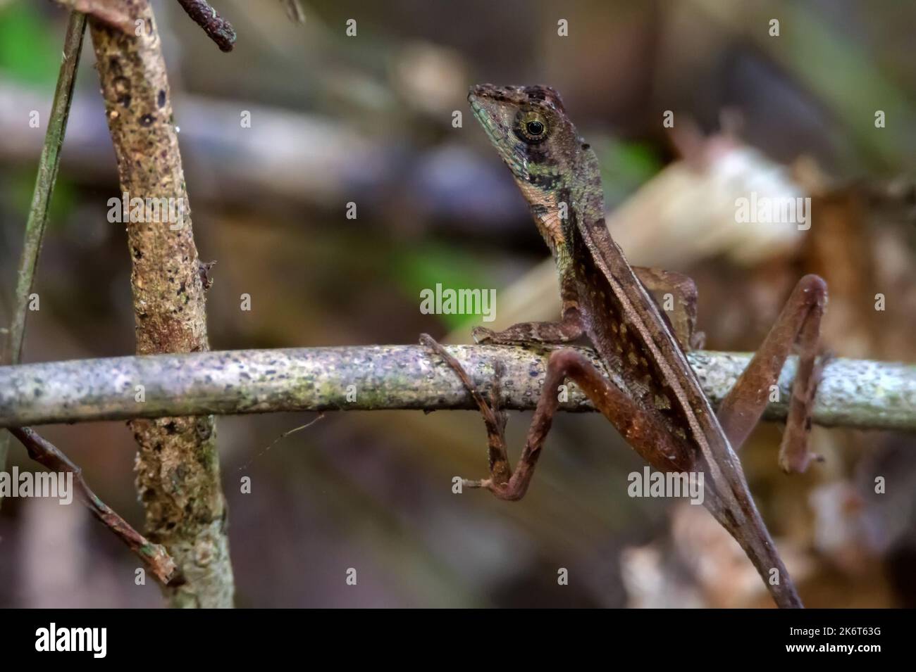 Brown-patched Kangaroo Lizard - Otocryptis wiegmanni, beautiful small ...