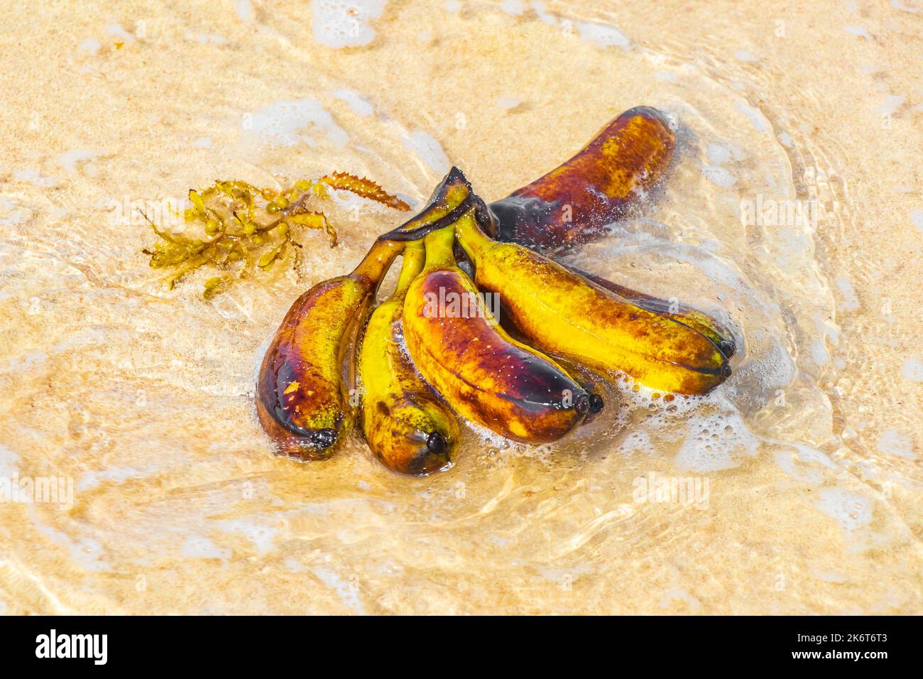 Banana bundle fruits floats in water on beach in Playa del Carmen ...