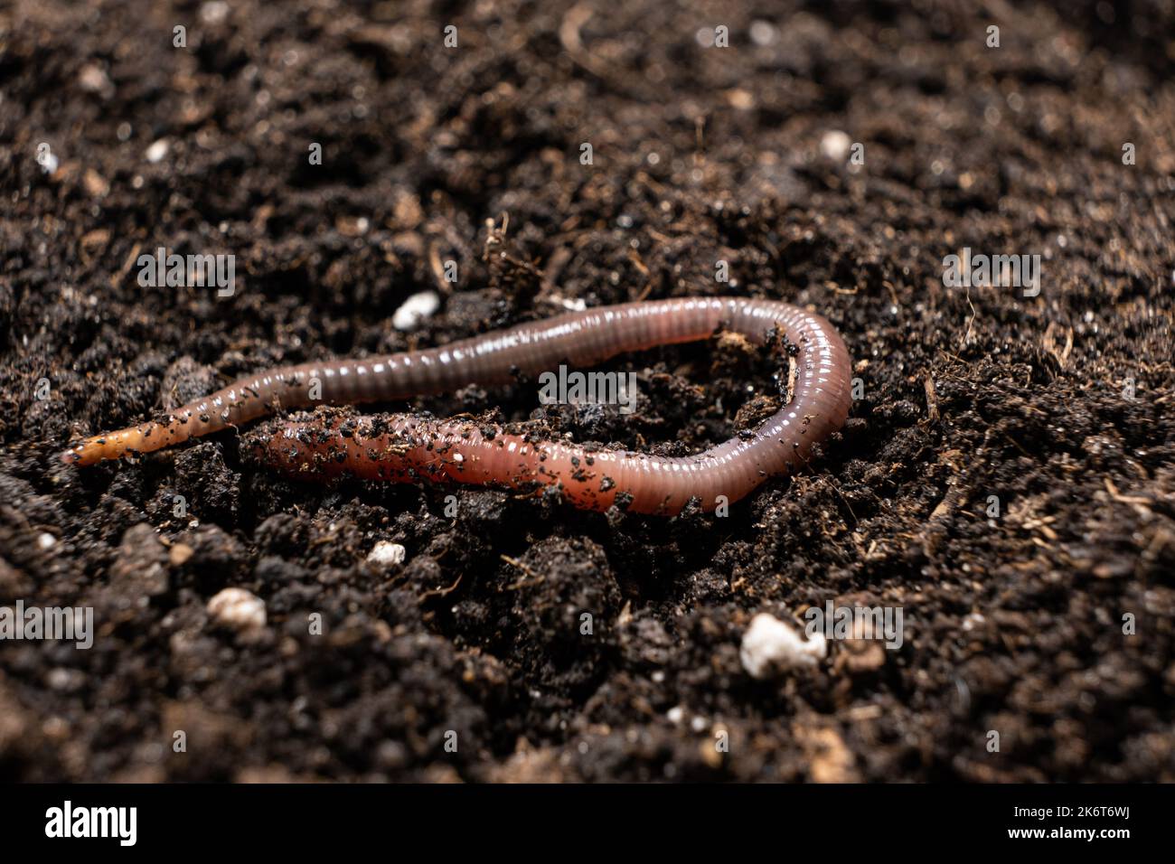 Big beautiful earthworm in the black soil, close-up Stock Photo - Alamy