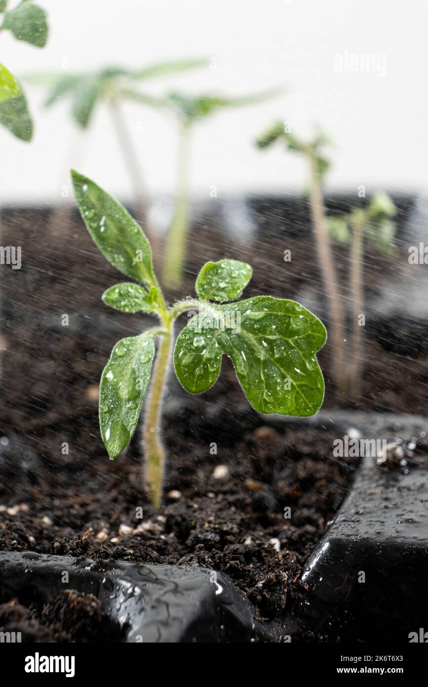 Growing tomatoes from seeds, step by step. Step 8 - watering grown ...
