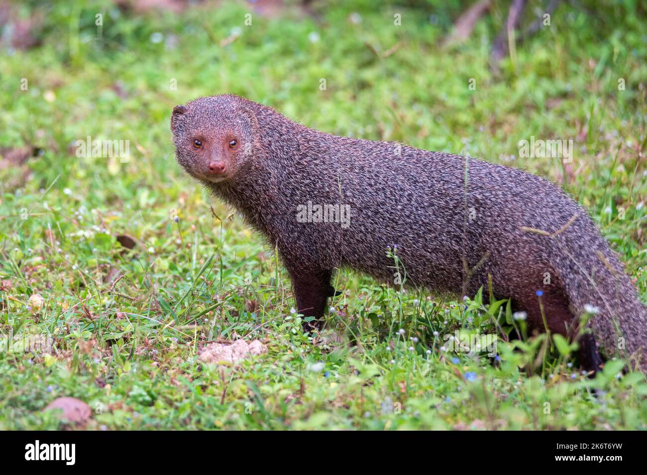Herpestes smithii zeylanicus hi-res stock photography and images - Alamy