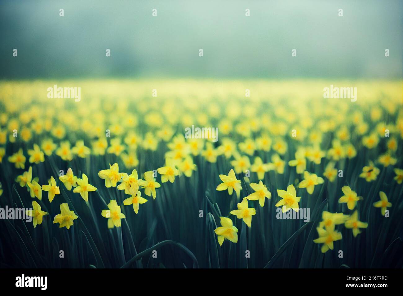 Creative illustration of a field of yellow daffodils Stock Photo - Alamy