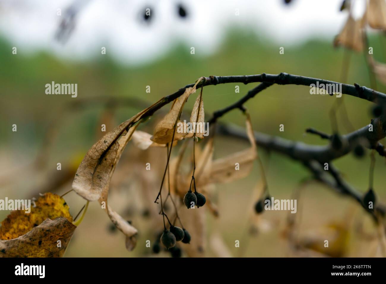 An Autumn leaves and seed of lime tree Stock Photo - Alamy