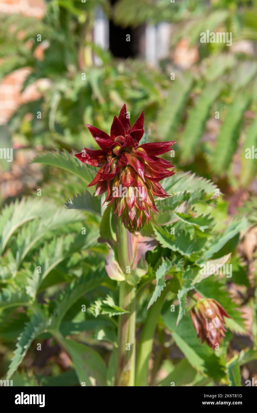 Close up of a giant honey flower (melianthus major) in bloom Stock ...
