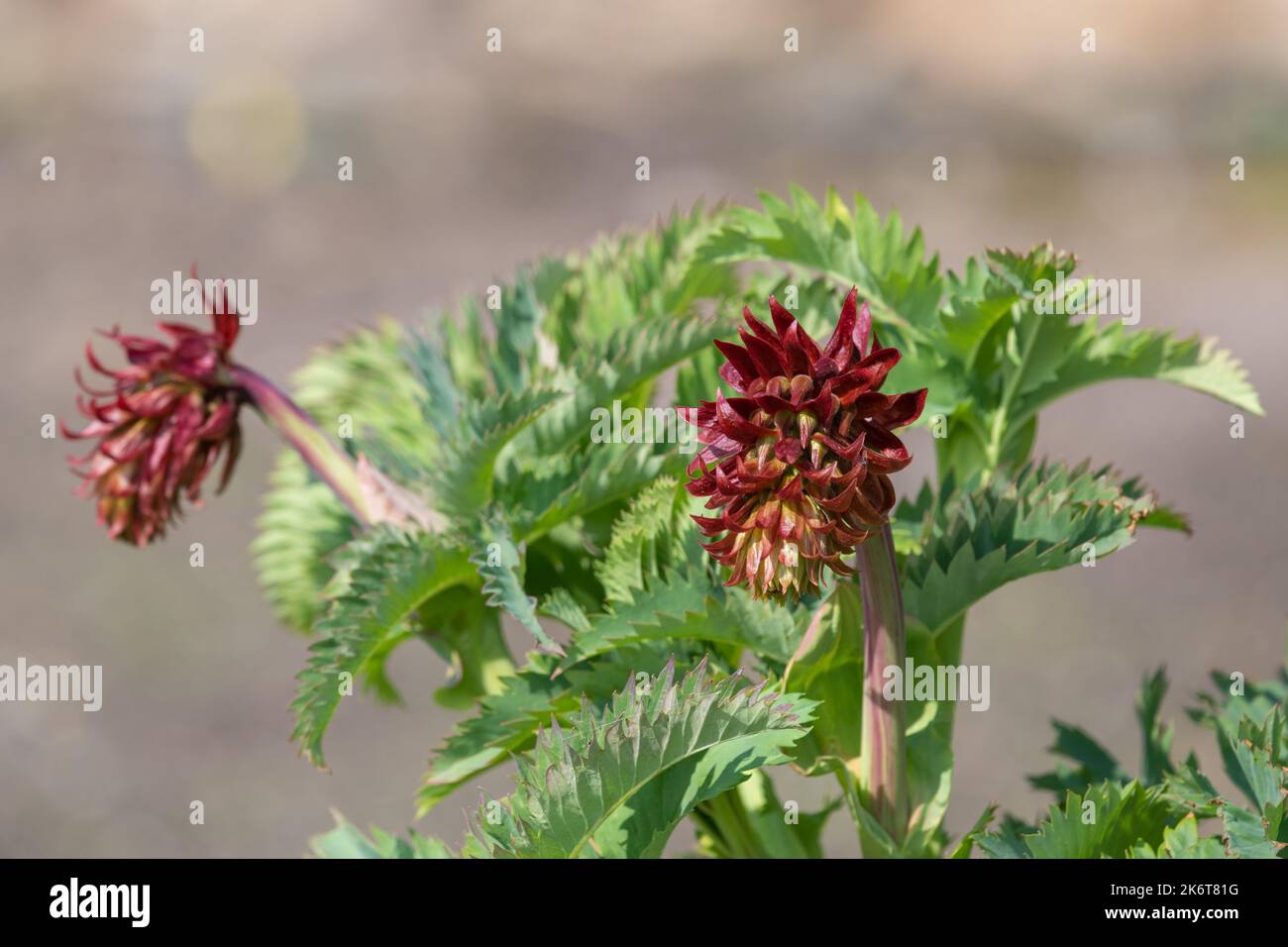 Close up of giant honey flowers (melianthus major) in bloom Stock Photo ...