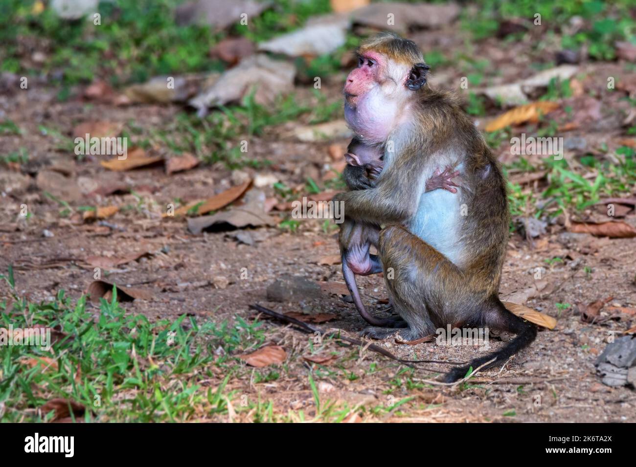Close-up portrait of Sri-Lankan toque macaque or Macaca sinica. Mother ...