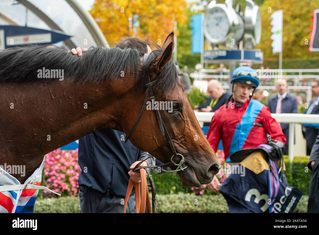 Bay bridge horse ascot hi-res stock photography and images - Alamy