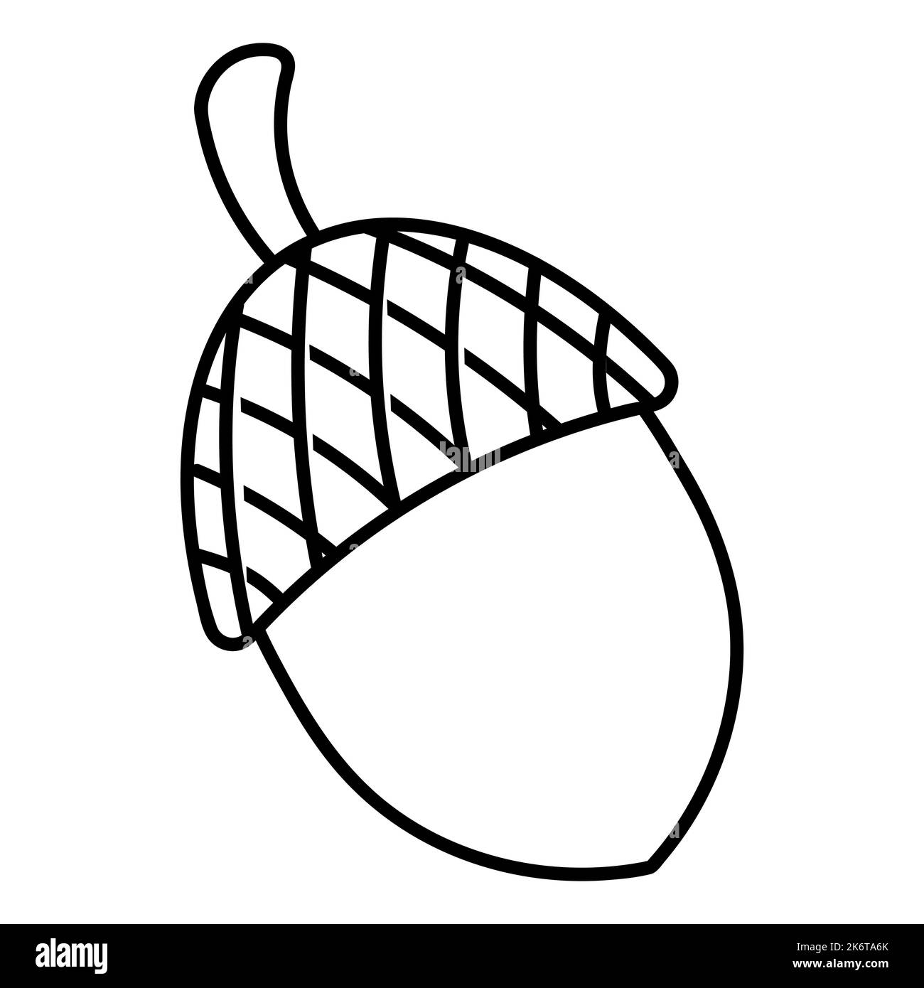 Acorn. The fruit of an oak with a hard shell. Vector illustration ...