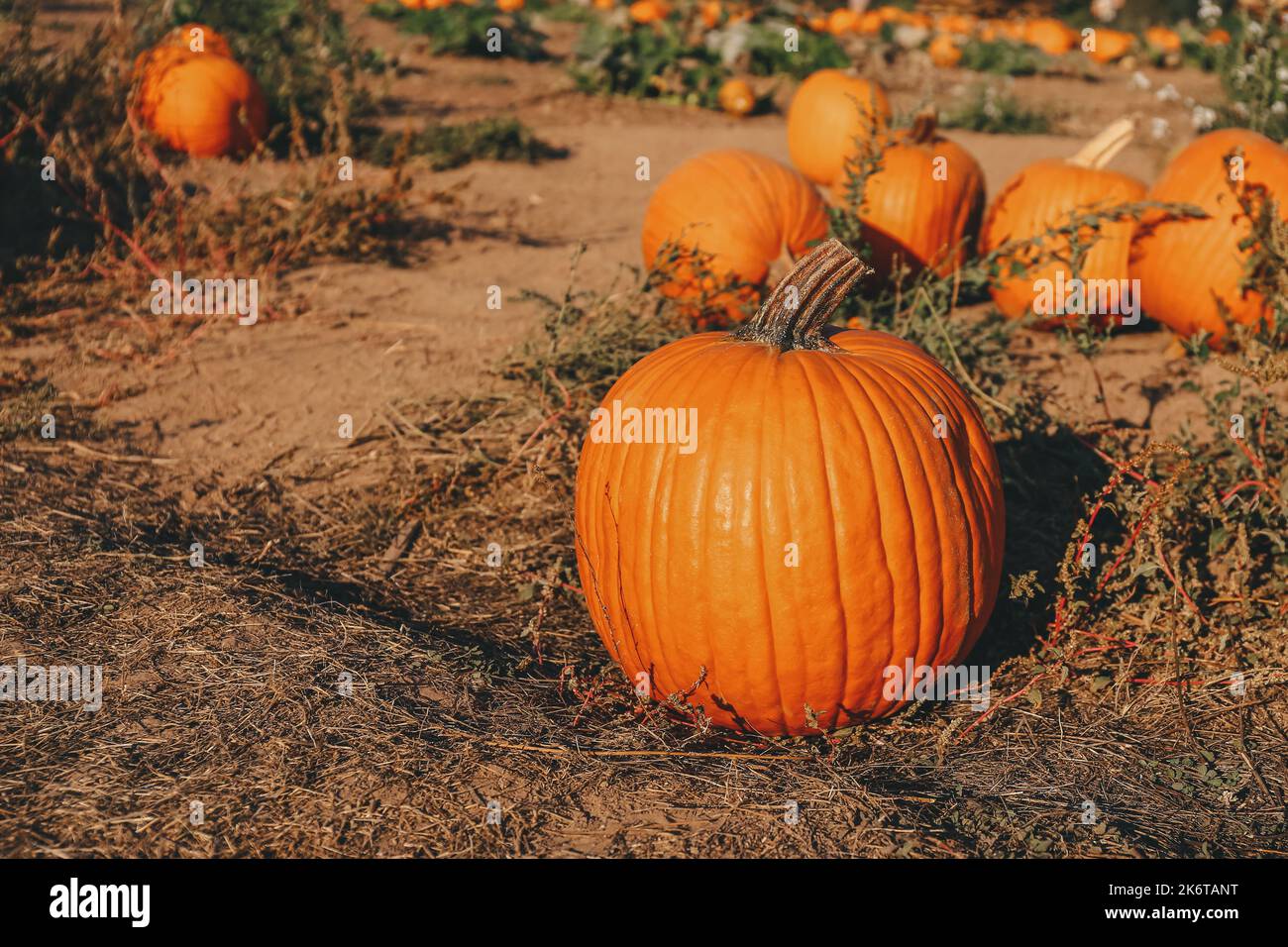 Orange pumpkins sitting on the ground at a local pumpkin patch Stock ...