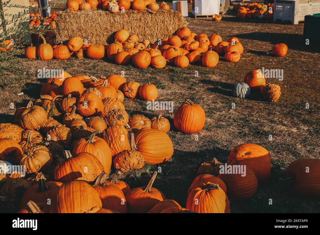 Orange pumpkin gourds hi-res stock photography and images - Alamy