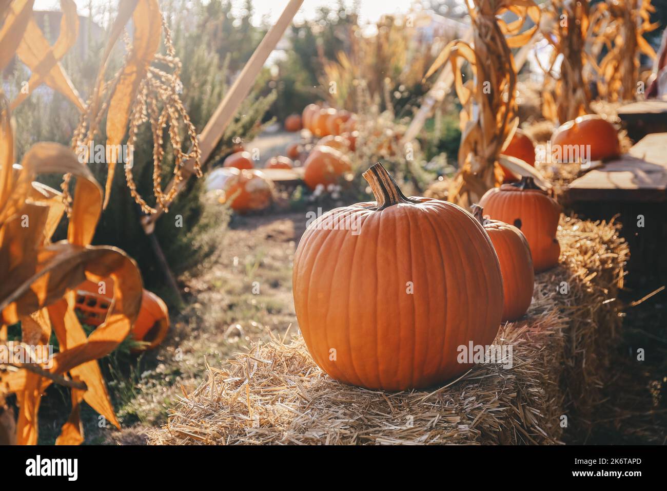 Orange pumpkins sitting on hay bales at a fall festival during sunset ...