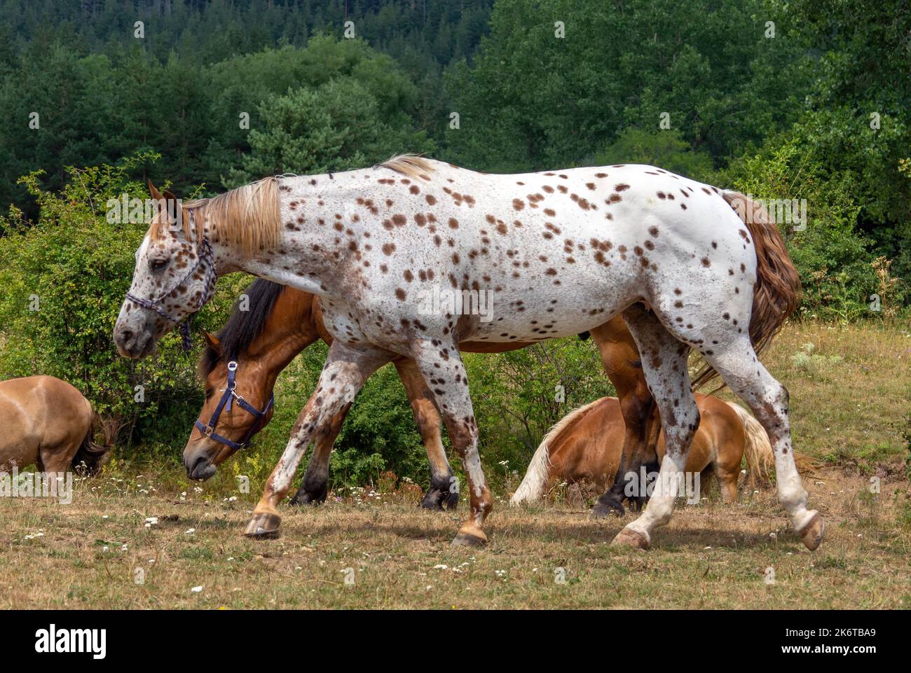 White horse on brown spots Stock Photo - Alamy