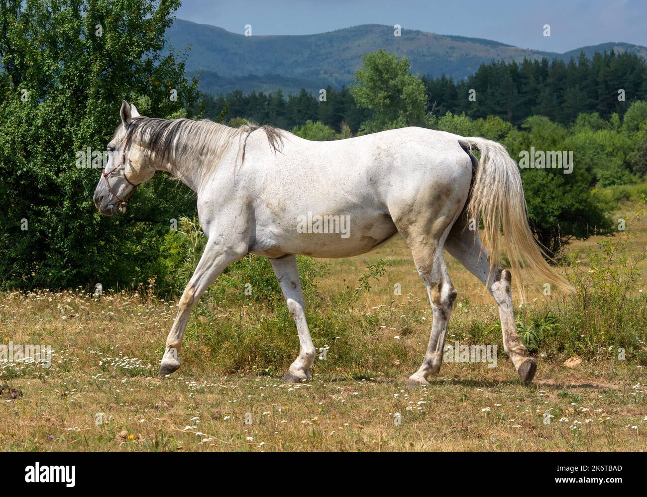 White horse on nature background Stock Photo - Alamy
