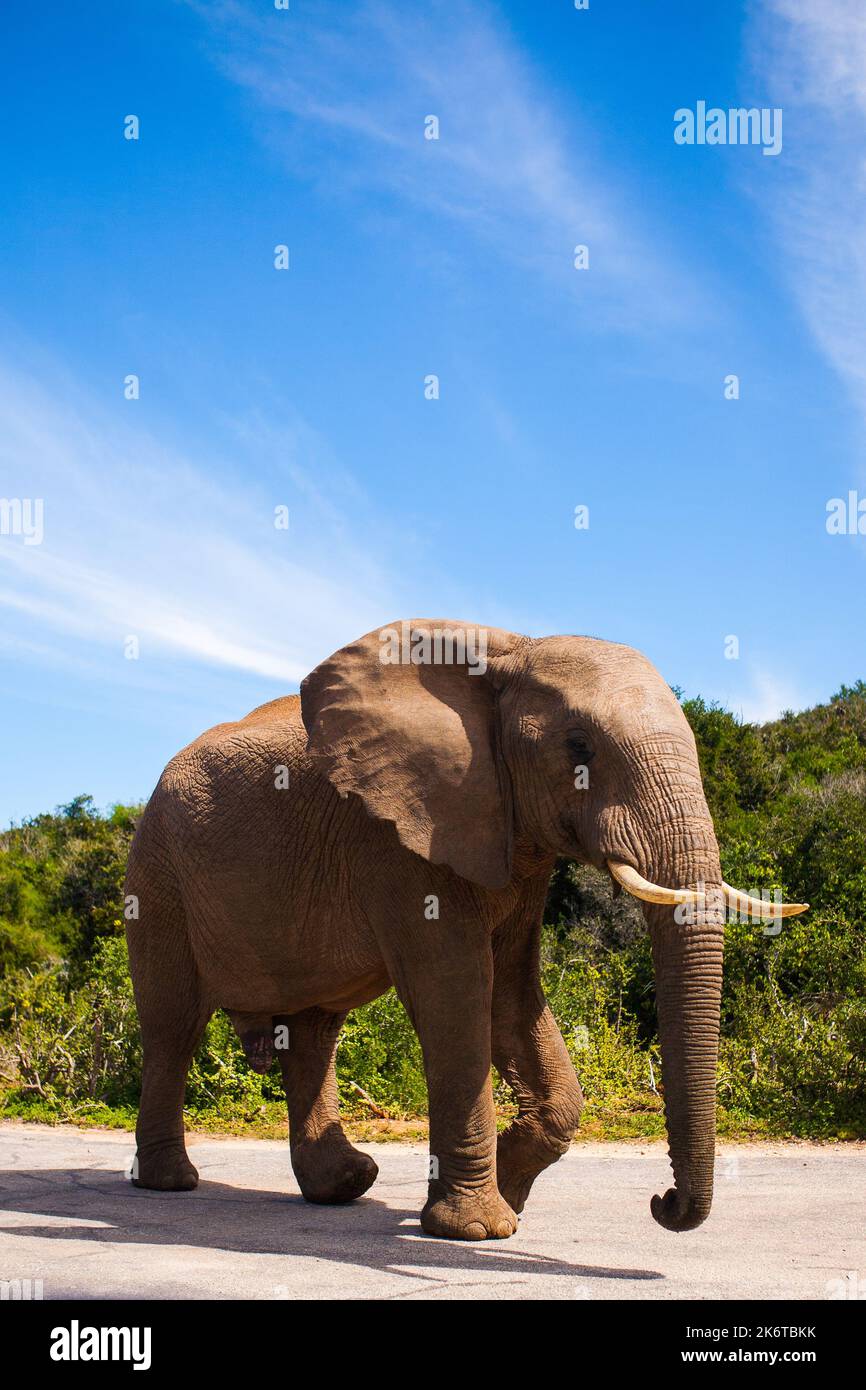 Walking elephant hi-res stock photography and images - Alamy
