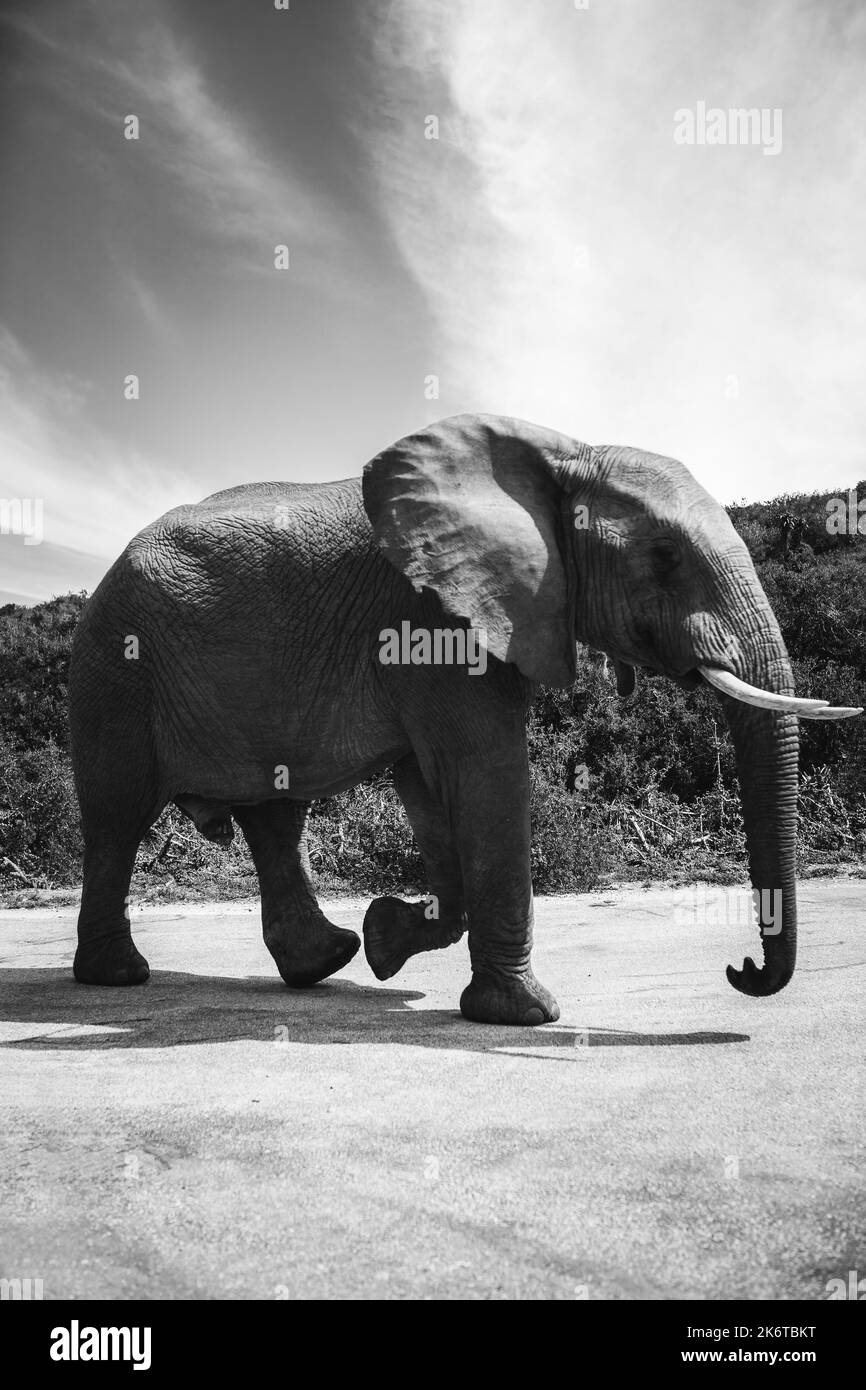 Walking national park Black and White Stock Photos & Images - Alamy