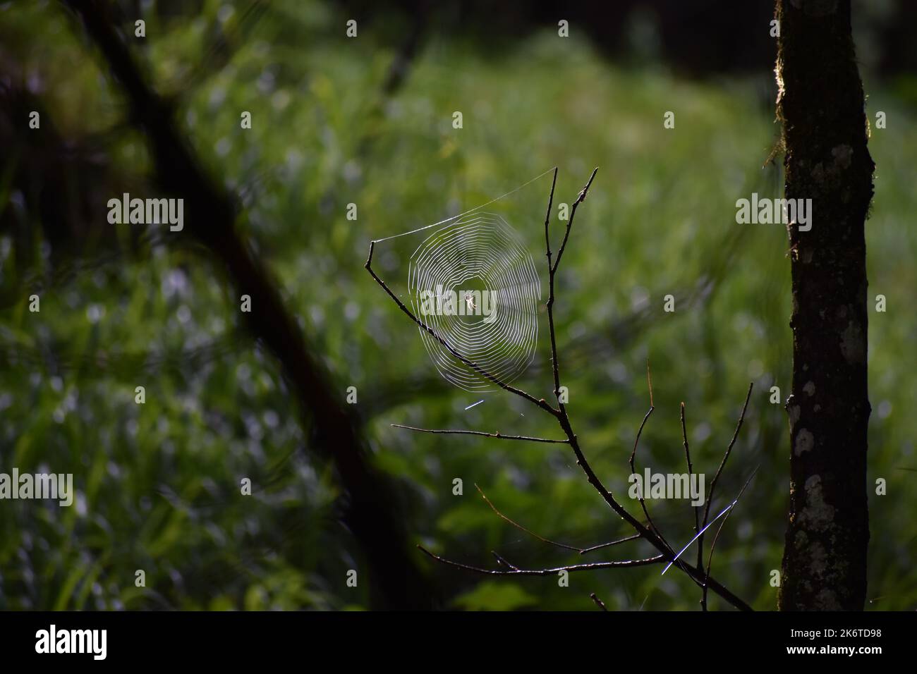 Beautiful spider web hi-res stock photography and images - Alamy