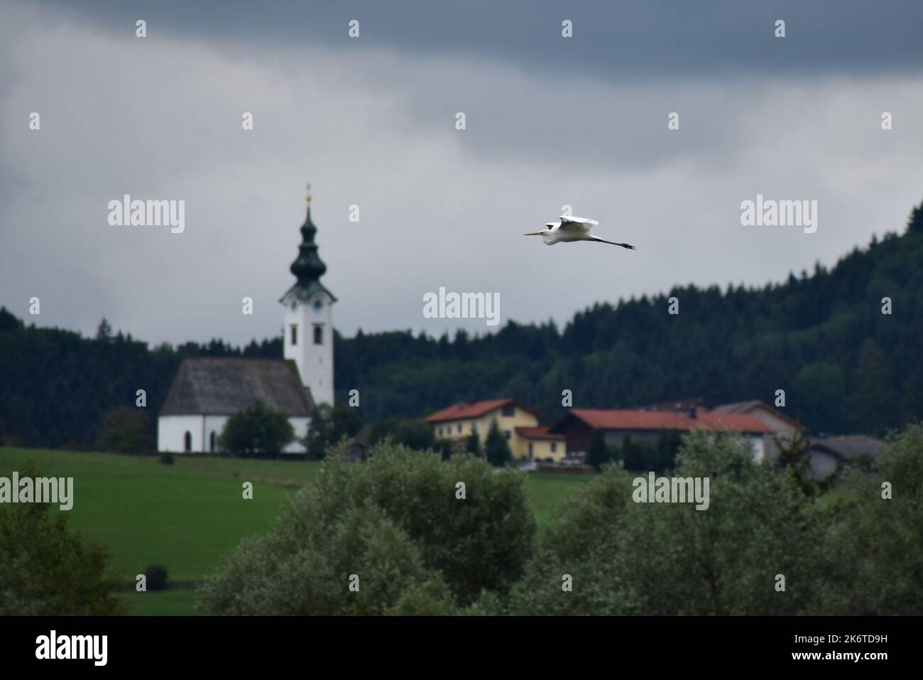 great egret (Ardea alba) flying near nature reserve Ainringer Moos ...
