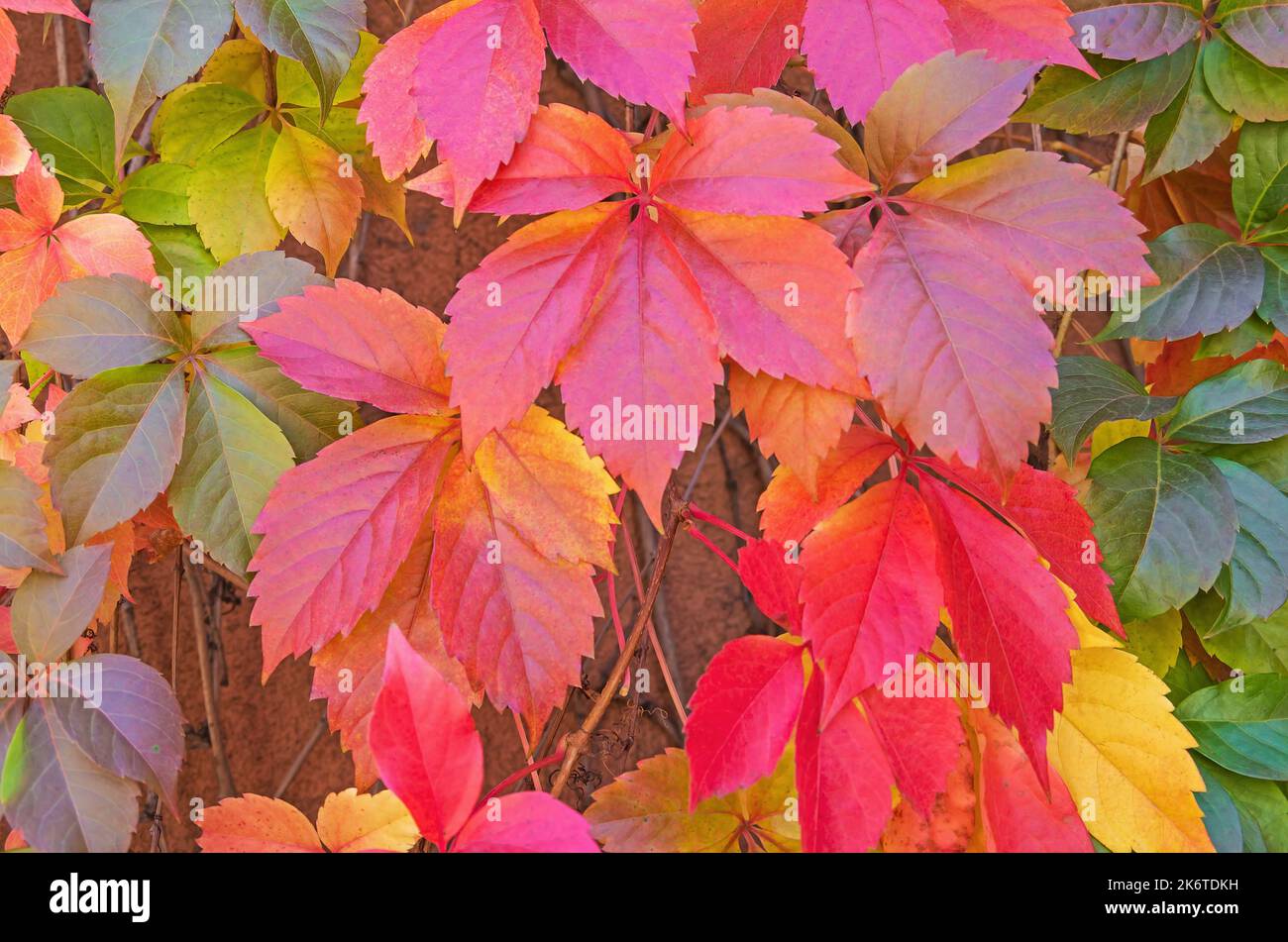 Autumn color scheme of leaves five leaved ivy a species of flowering ...