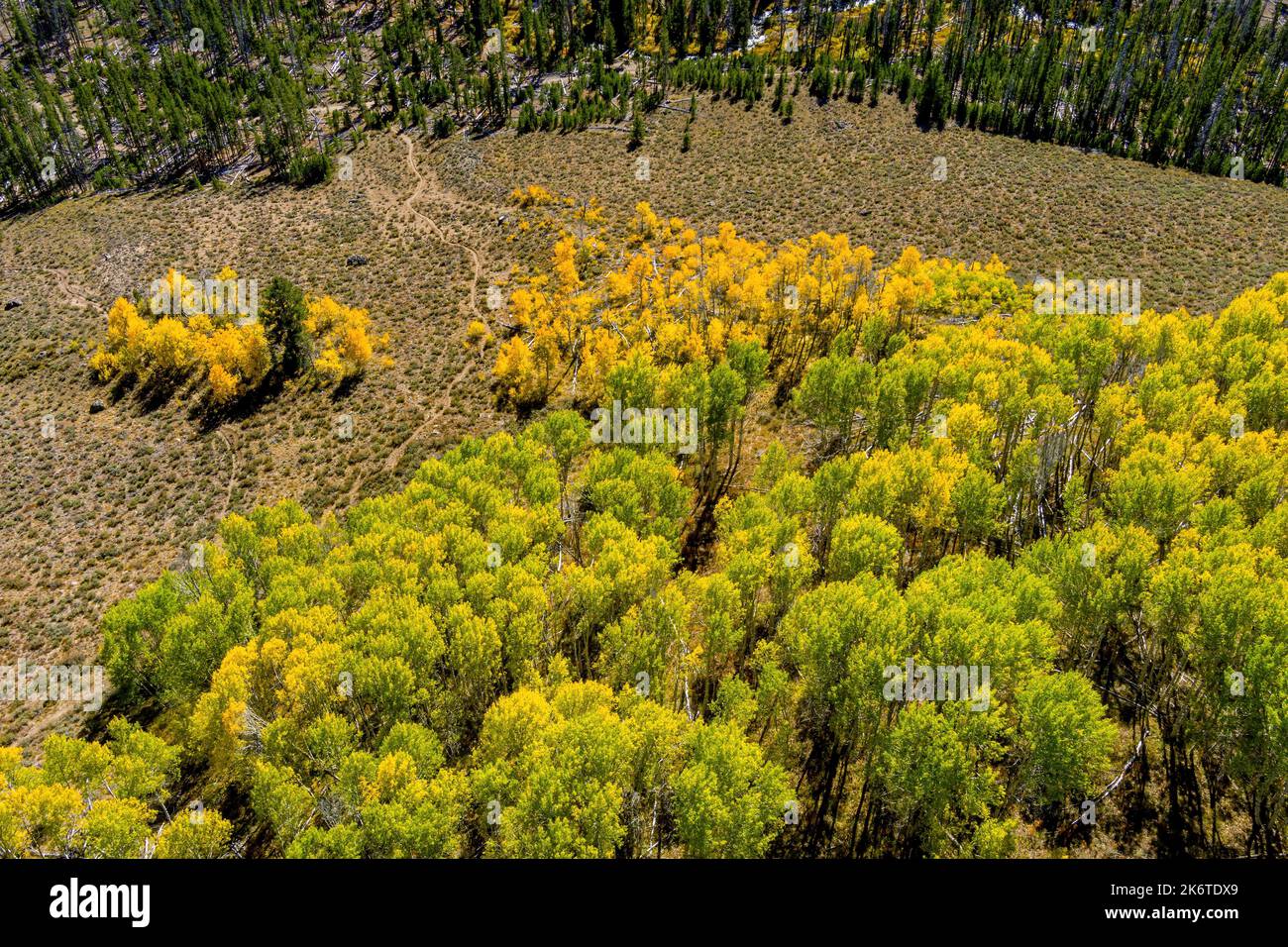 Colorful Aspen trees aerial view in full autumn color Stock Photo - Alamy