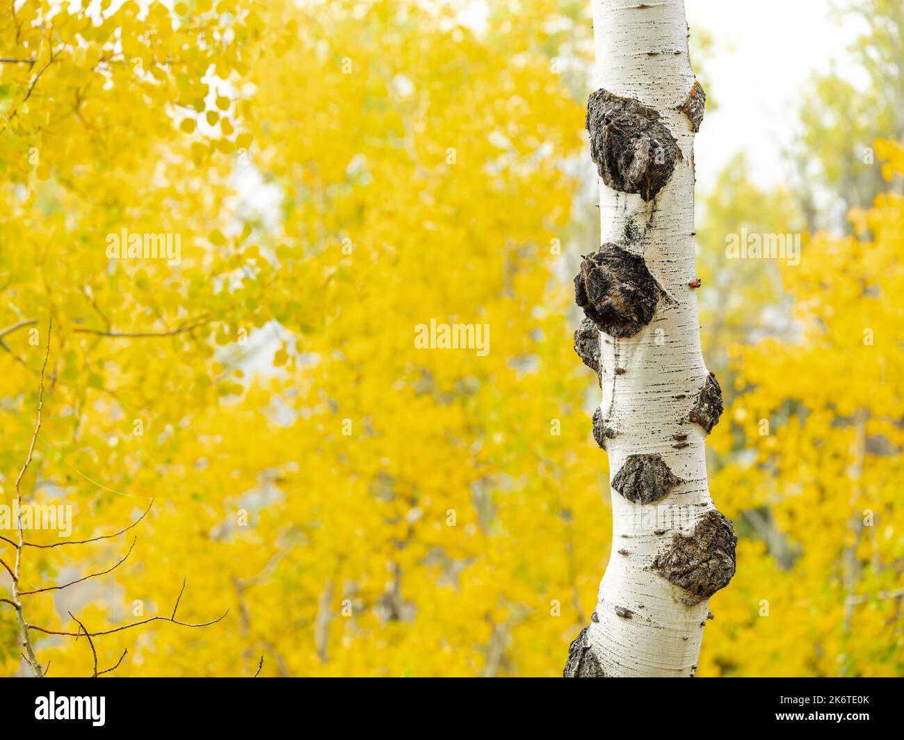 Yellow leaves and white aspen barn in fall Stock Photo - Alamy