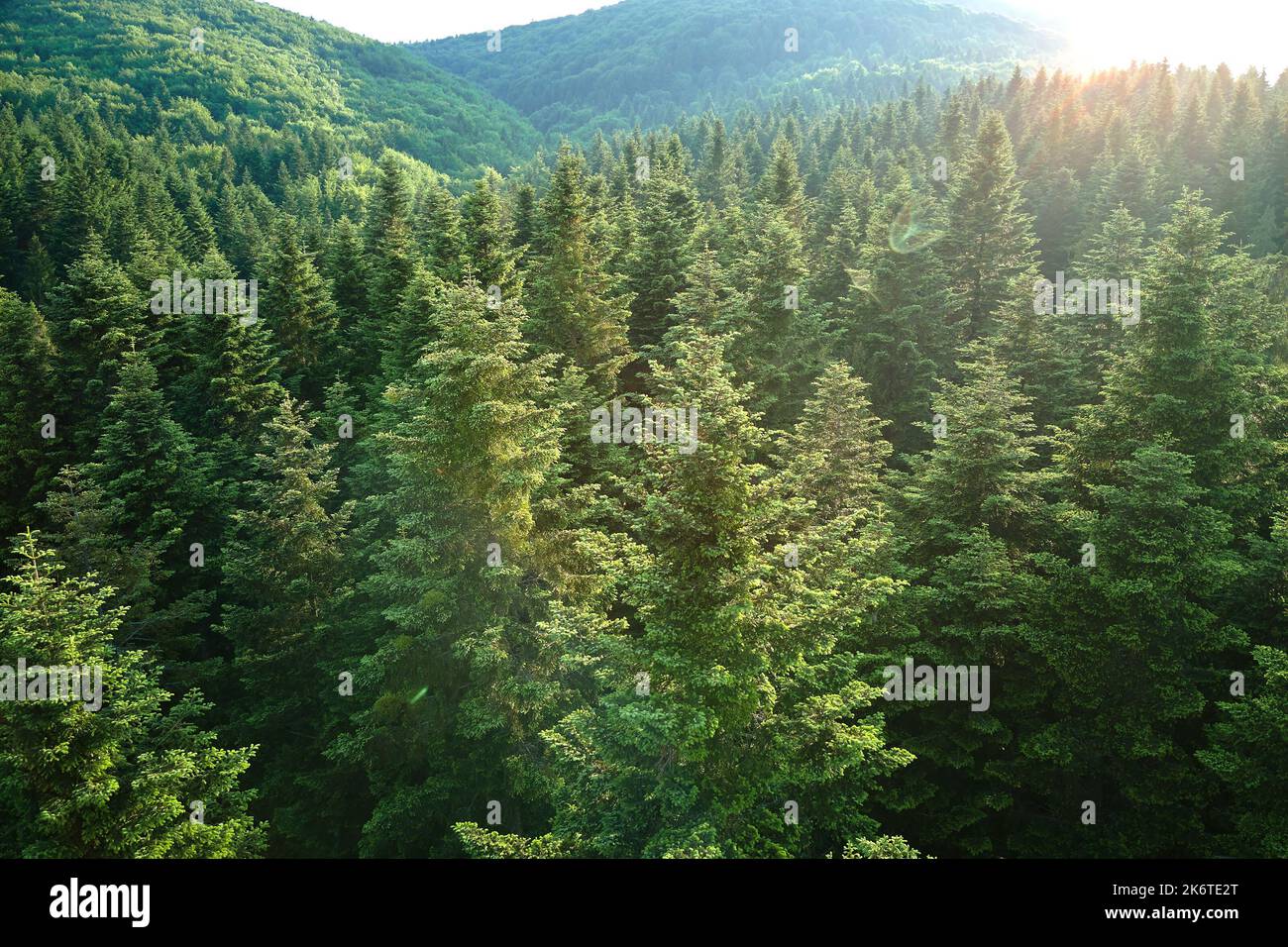 Aerial view of green pine forest with dark spruce trees. Nothern ...