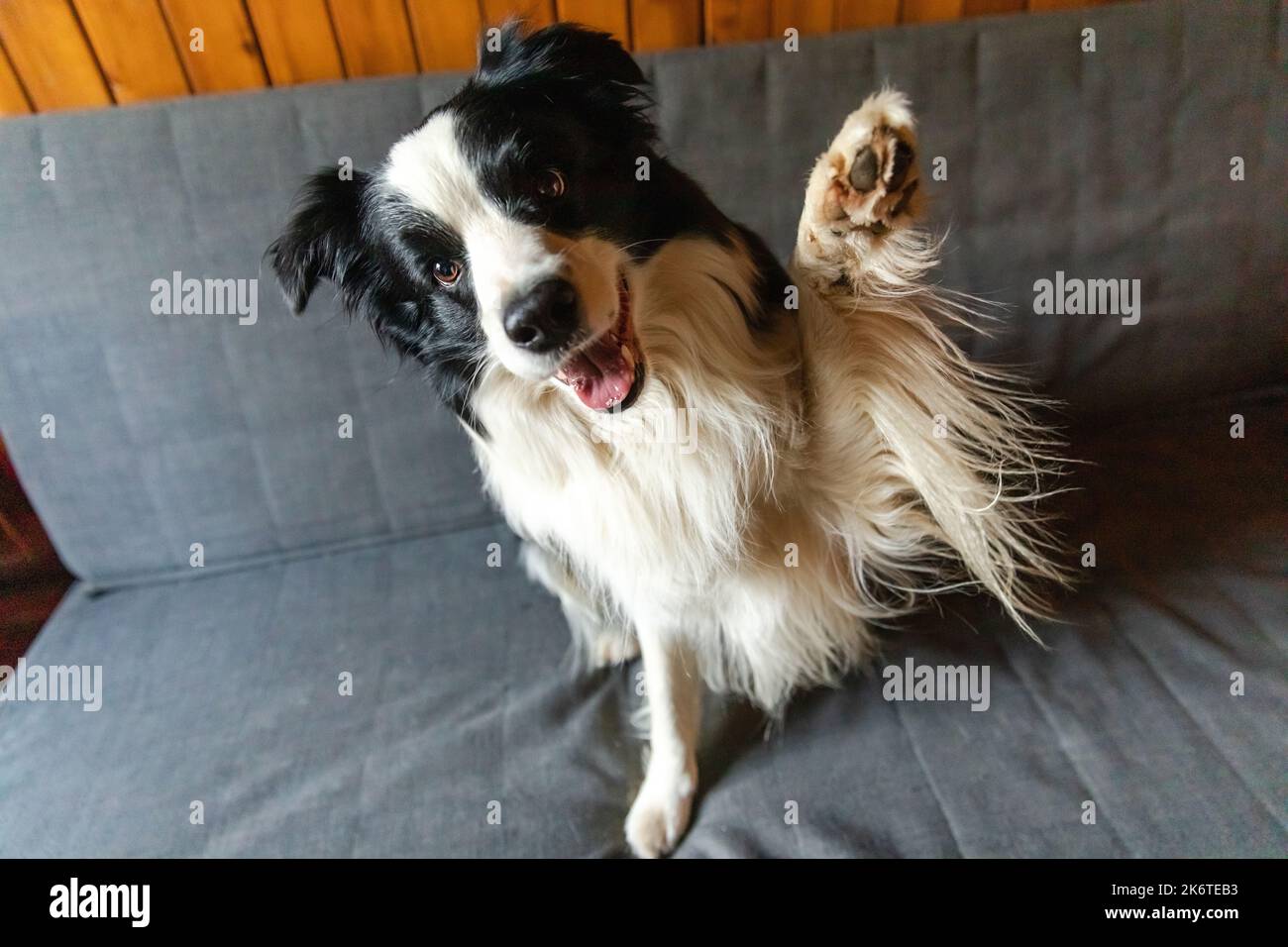 Funny portrait of puppy dog border collie waving paw sitting on couch ...