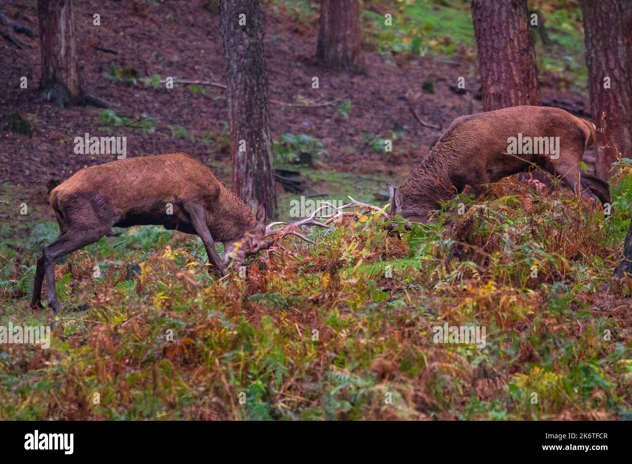 Muensterland, NRW, Germany. 15th Oct, 2022. Two adult red deer (cervus ...