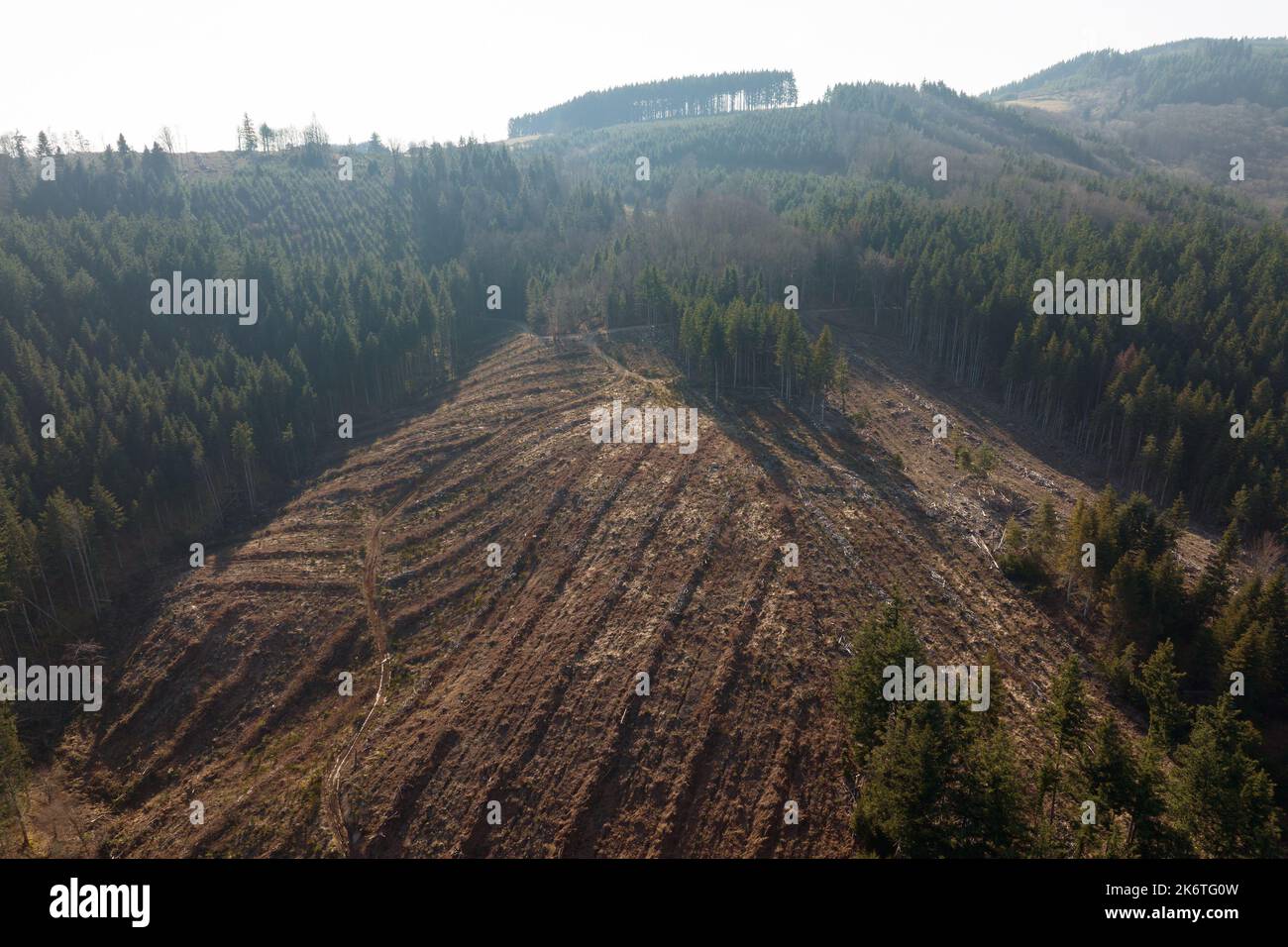 Aerial view of pine forest with large area of cut down trees as result ...