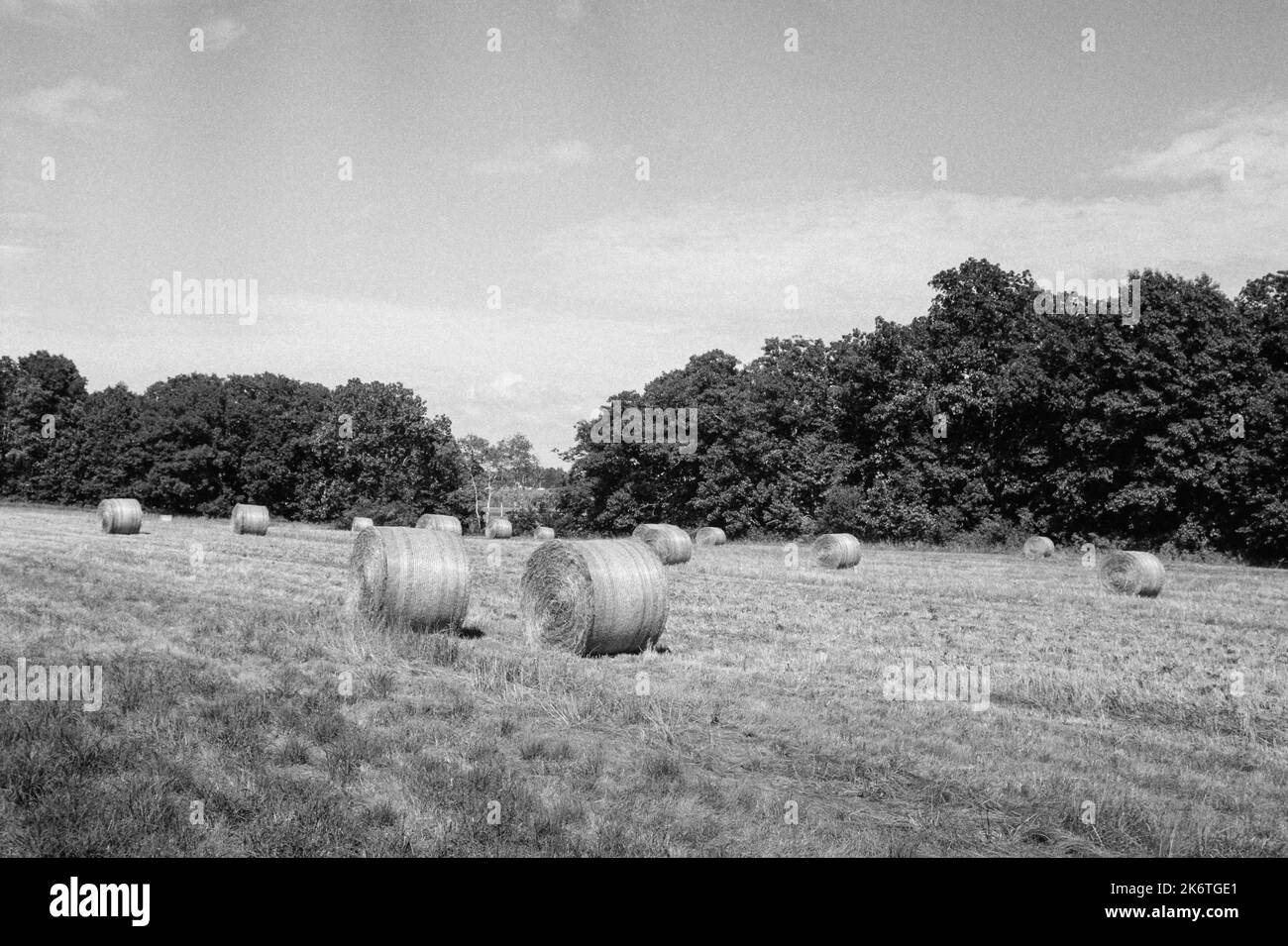 Round bails of hay lined up across a field at Cogswell Grant in ...
