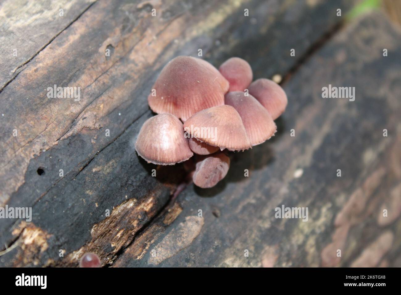 Small fungus growing on a dead tree Stock Photo - Alamy