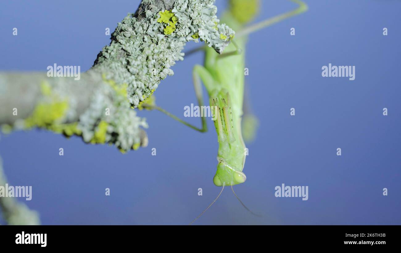 Closeup frontal portrait of Green praying mantis hangs under tree ...