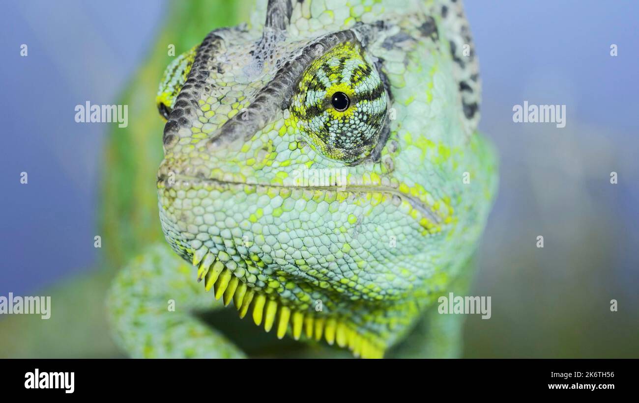Close-up frontal portrait of adult green Veiled chameleon (Chamaeleo ...