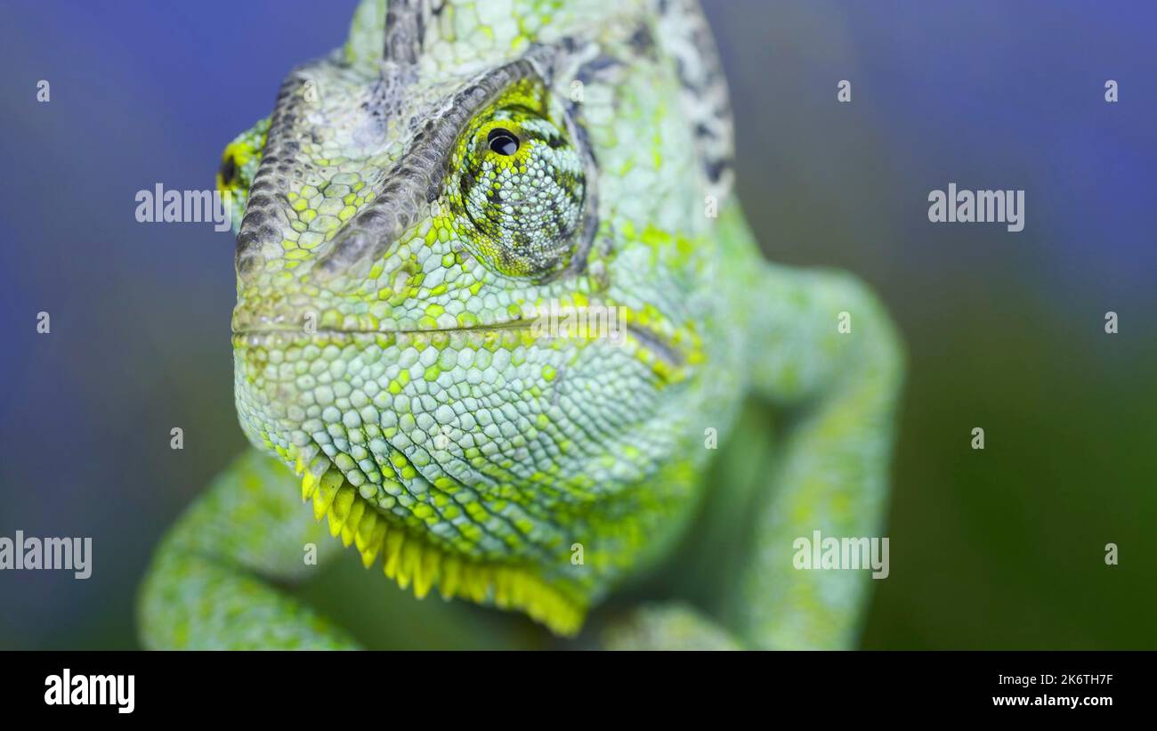 Close-up frontal portrait of adult green Veiled chameleon (Chamaeleo ...