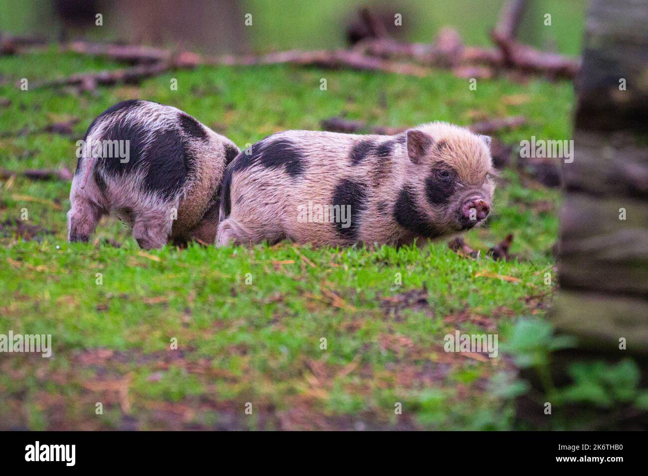 Vietnamese potbelly pigs hi-res stock photography and images - Alamy