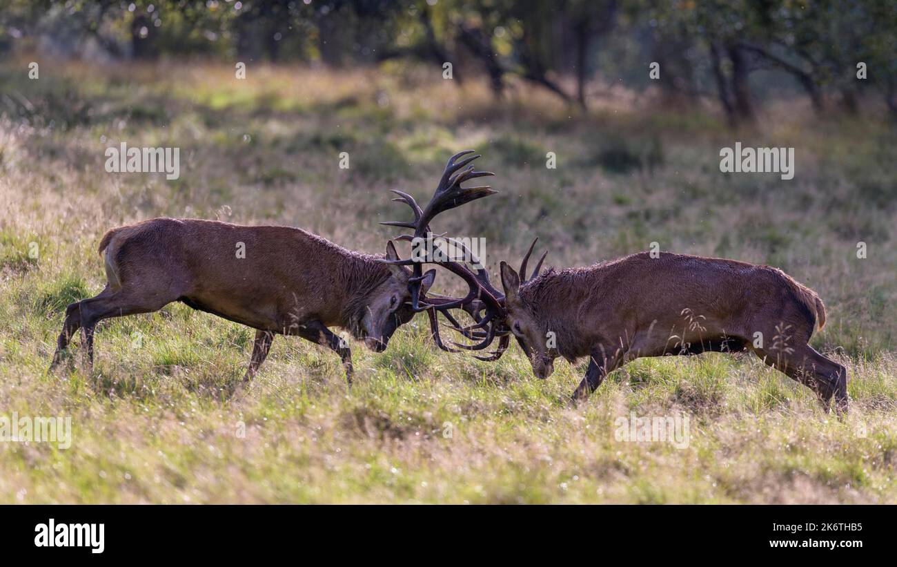 Red deer (Cervus elaphus), rutting fight of two capital stags in a ...