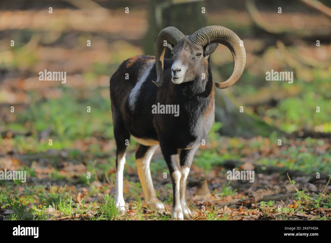 European mouflon (Ovis gmelini musimon), ram standing in the forest ...