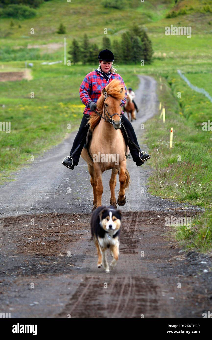 Rider with dog on Icelandic horse Stock Photo - Alamy