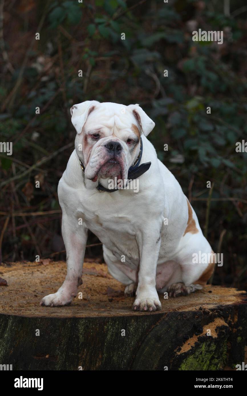 Old country breed hi-res stock photography and images - Alamy