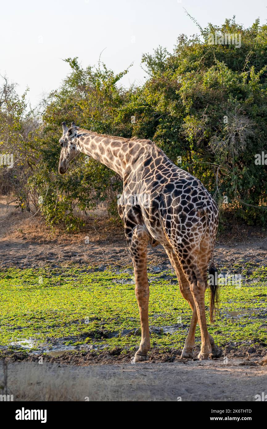 Rhodesian giraffe (Giraffa camelopardalis thornicrofti), turning away ...