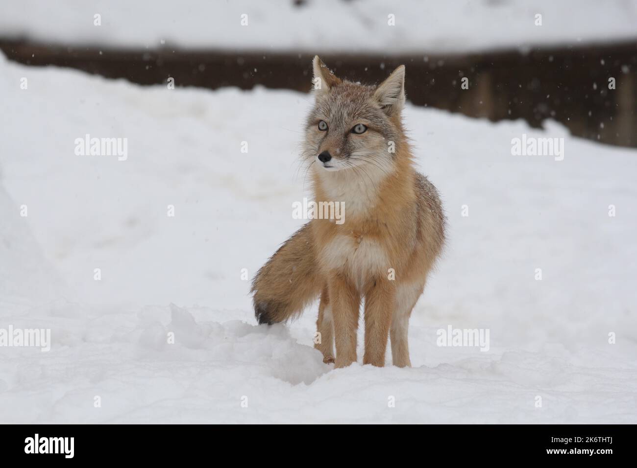 Vulpes velox hi-res stock photography and images - Alamy