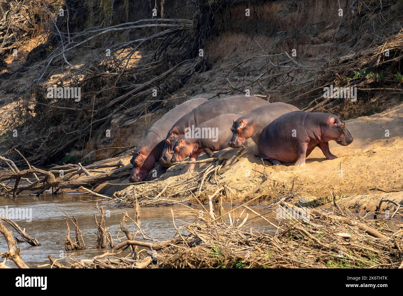 Hippos (Hippopotamus amphibius), South Luangwa, Zambia Stock Photo - Alamy