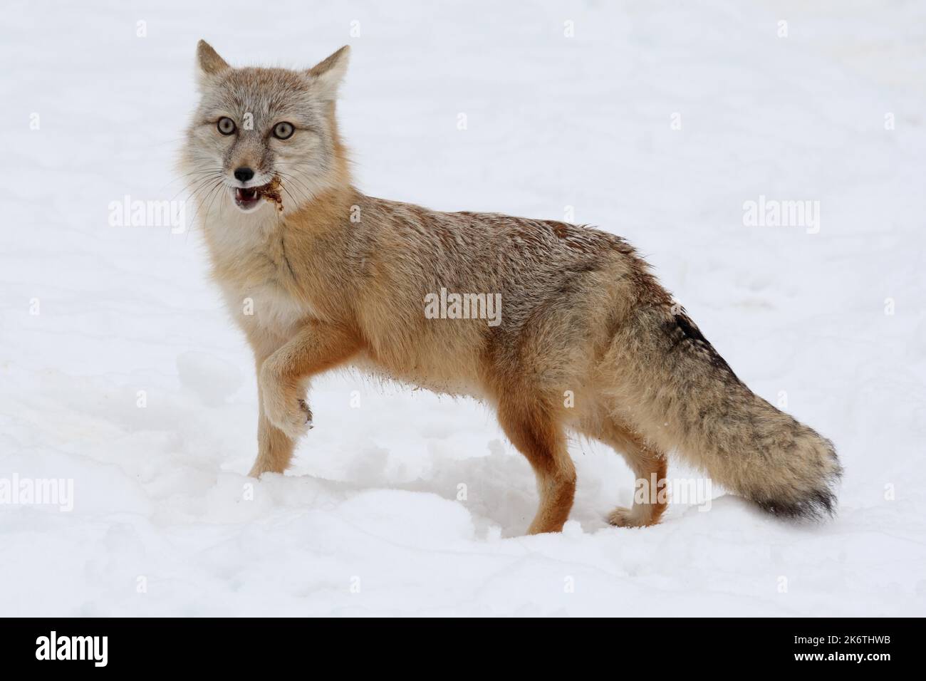 Swift fox kit hi-res stock photography and images - Alamy