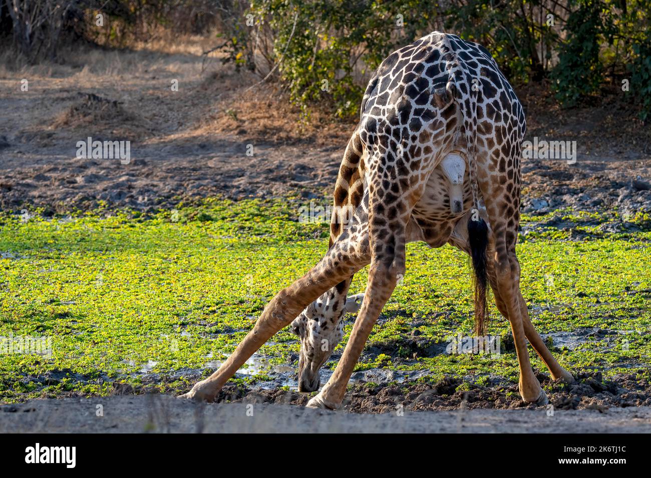 Rhodesian giraffe (Giraffa camelopardalis thornicrofti), male, drinks ...