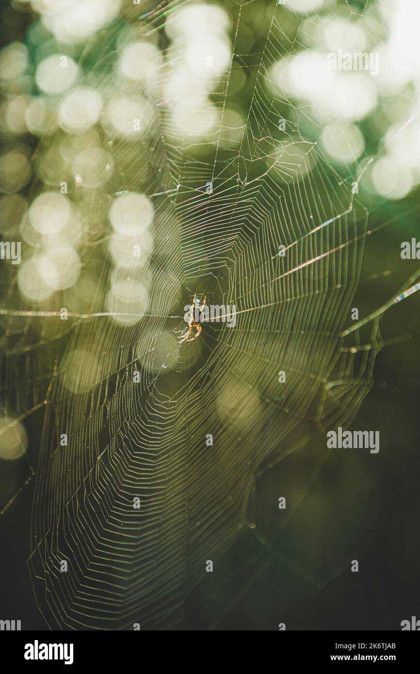 Poisonous spiders hi-res stock photography and images - Alamy