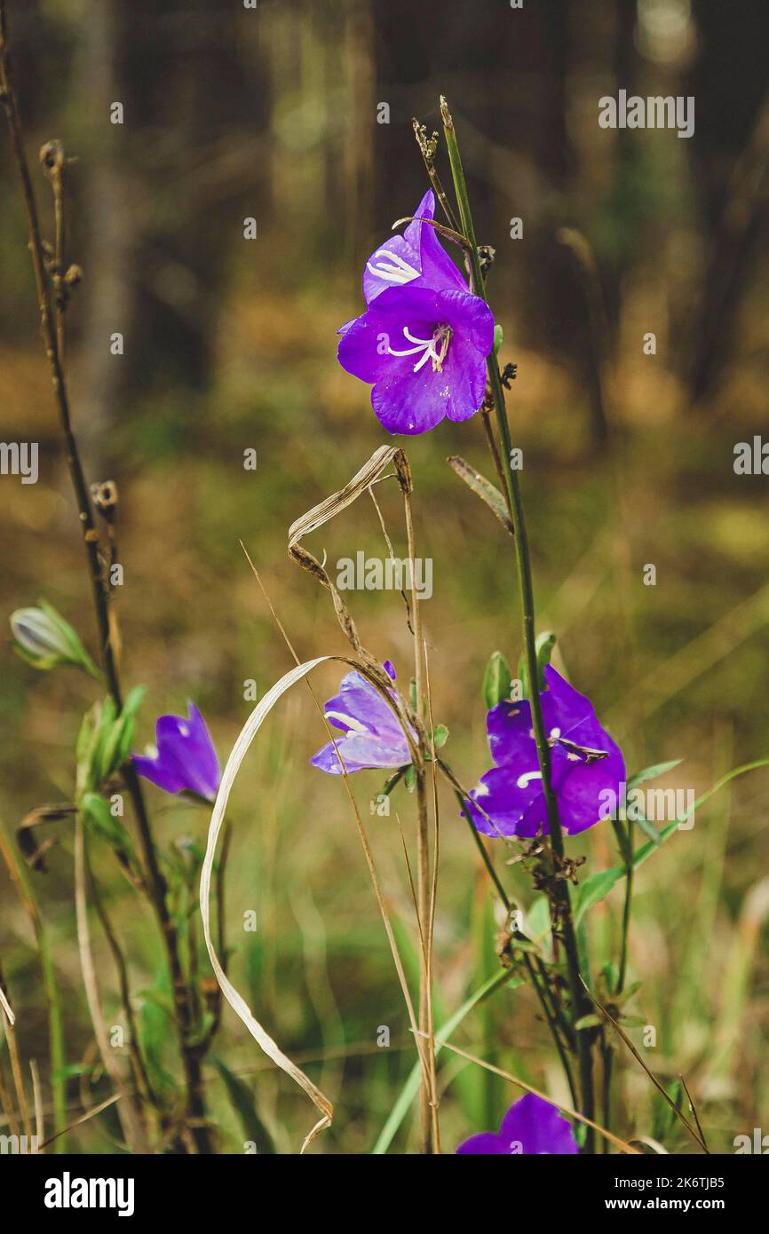 Spreading bellflower (Campanula patula), in the forest, Lower Austria ...