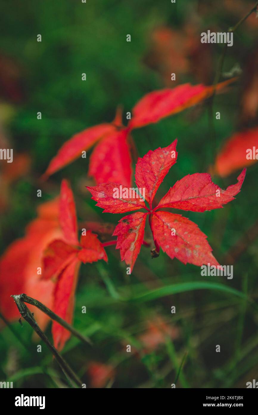 Virginia creeper (Parthenocissus quinquefolia), Wild Vine, close-up ...