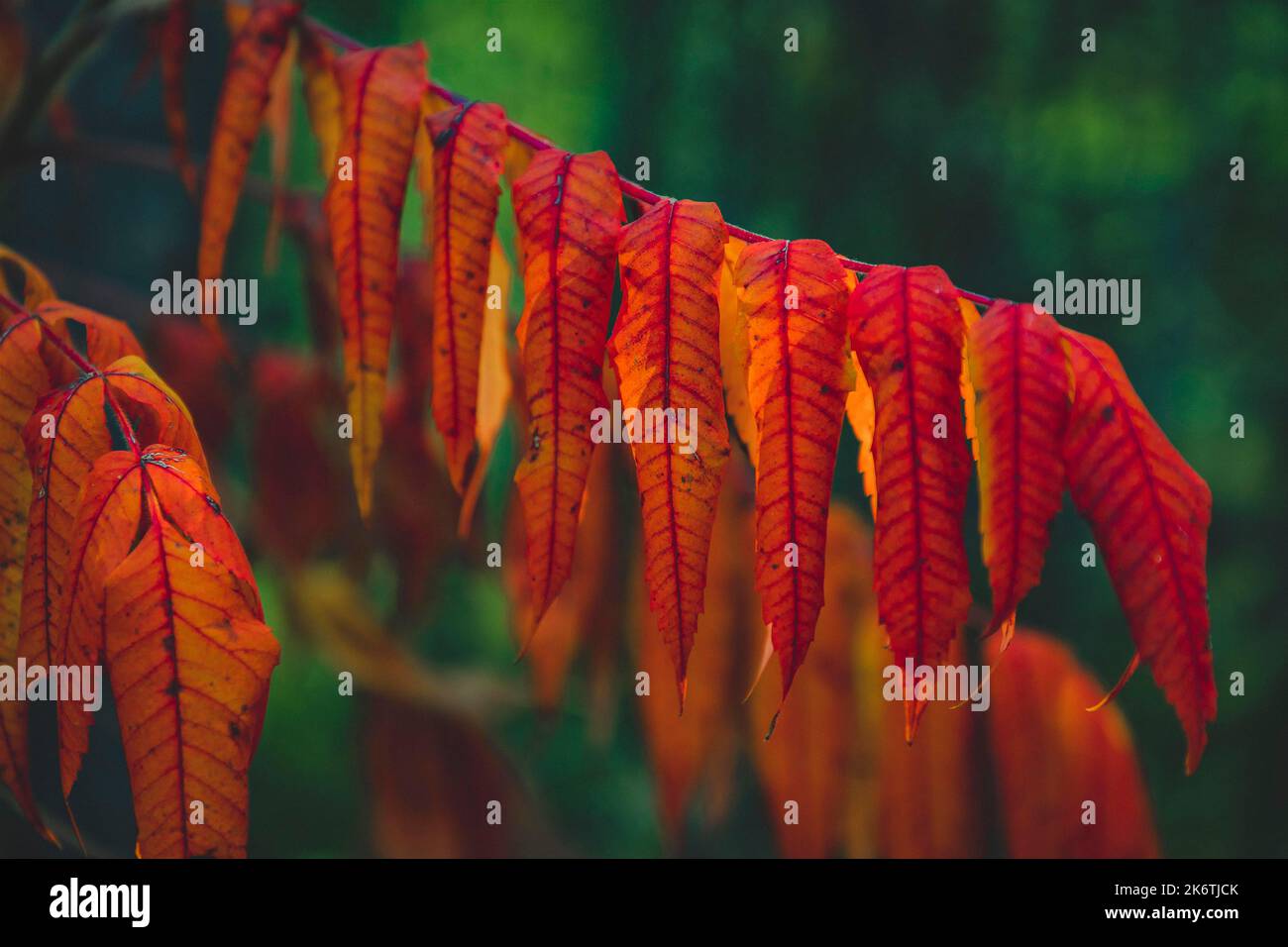 Staghorn sumac (Rhus typhina) leaves in autumn, Lower Austria, Austria ...