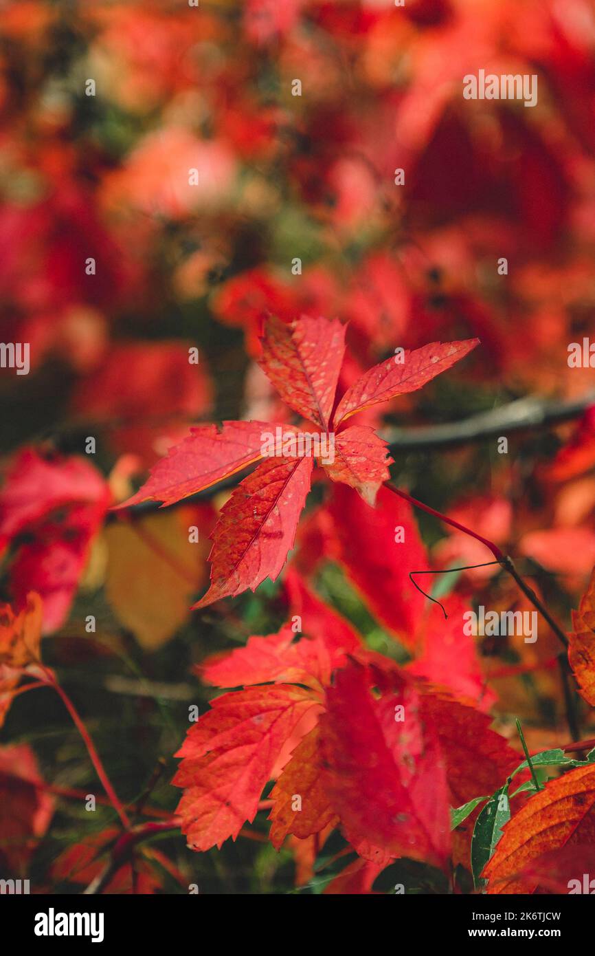 Virginia creeper (Parthenocissus quinquefolia), Wild Vine, close-up ...