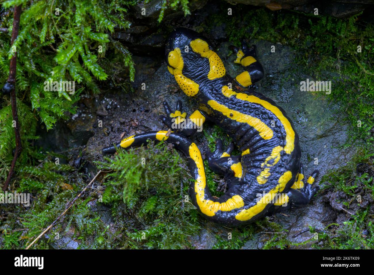 Fire salamander (Salamandra salamandra), Hesse, Germany Stock Photo - Alamy